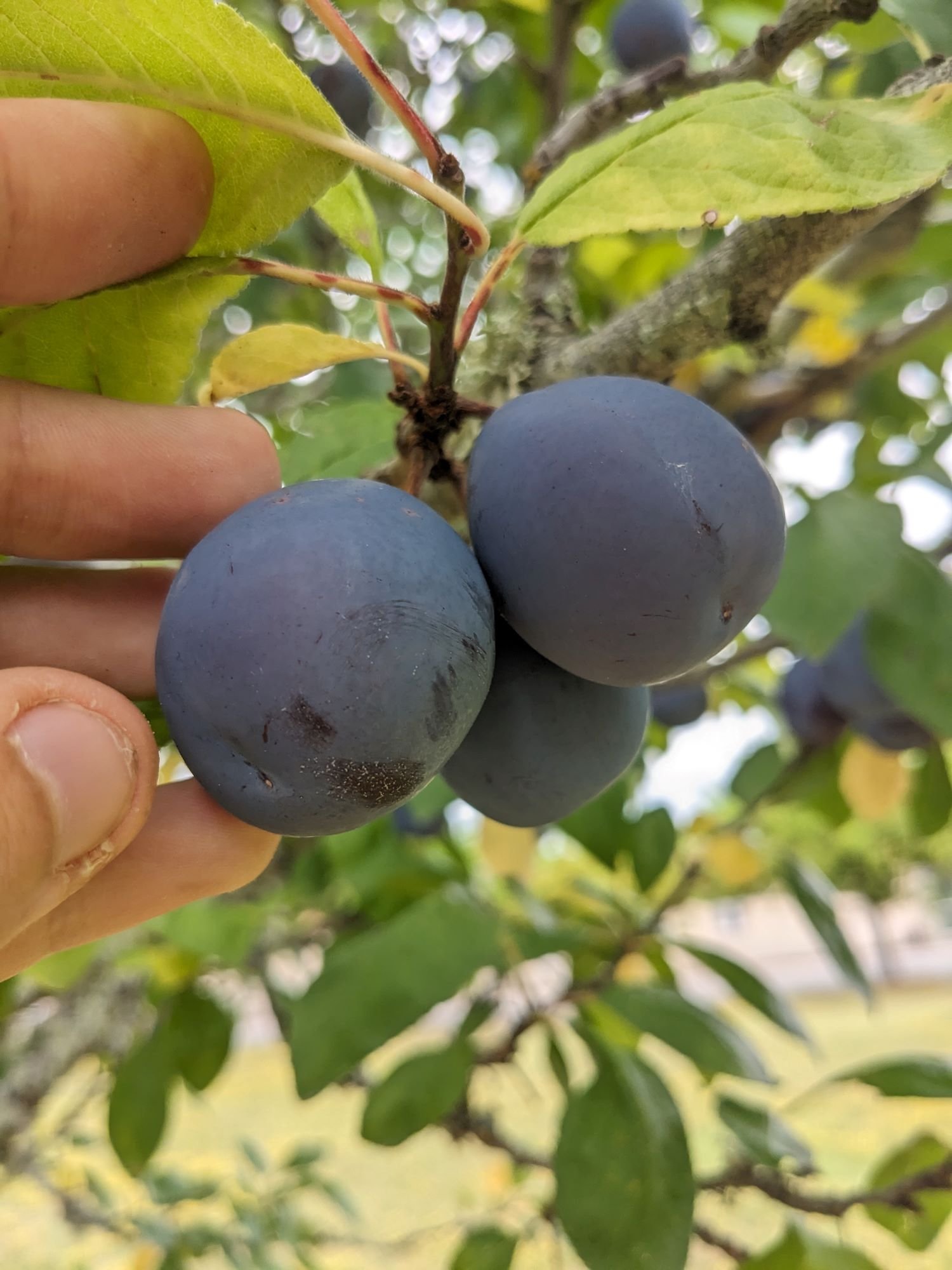 Prunier 'California Blue' - Pépinière de Peymilou