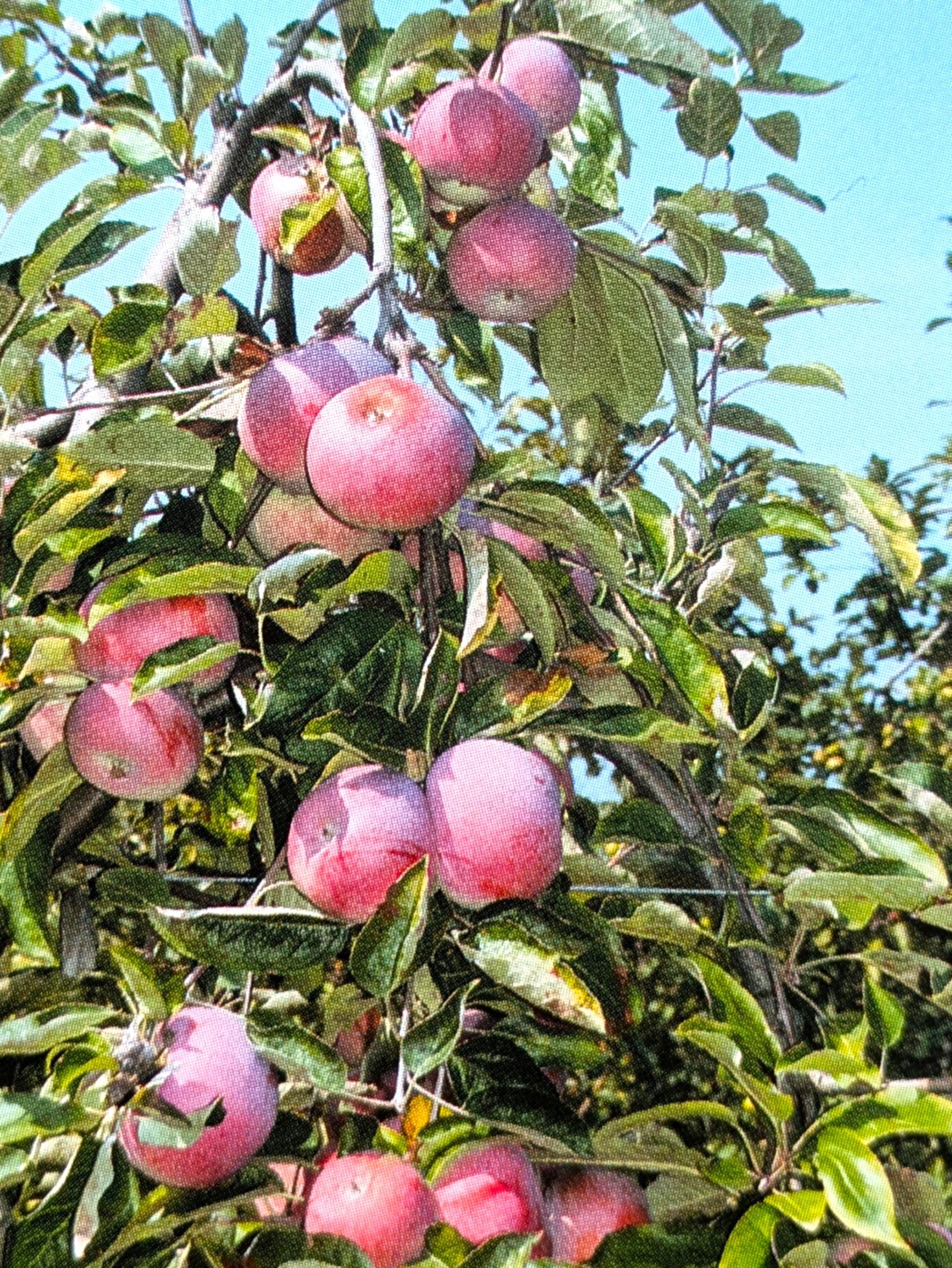 Pommier 'Rose de Saint Yriex' - Pépinière de Peymilou